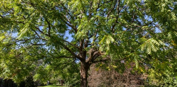 Tree planting with the Cotehele team - Best Days Out Cornwall